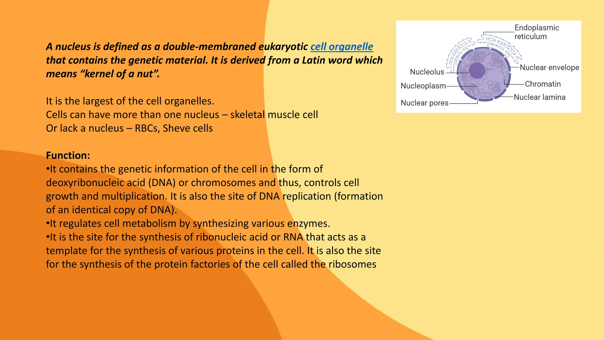 cell biology (plant and animal) for beginners.pdf