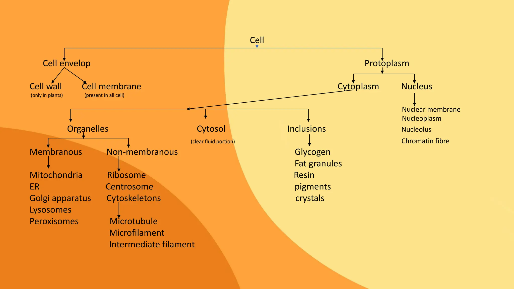 cell biology (plant and animal) for beginners.pdf
