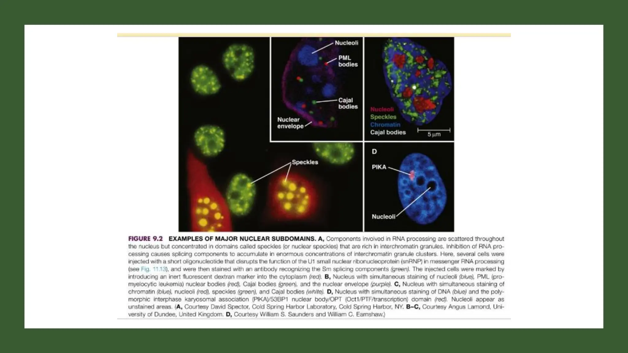 Cell biology: basics and knowledge study.pdf