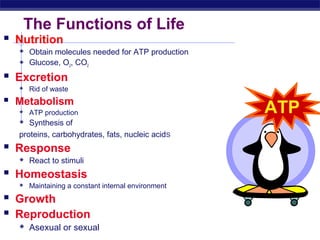 Introduction to Cell Biology and Stem Cells | PPT