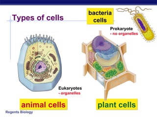 Introduction to Cell Biology and Stem Cells | PPT