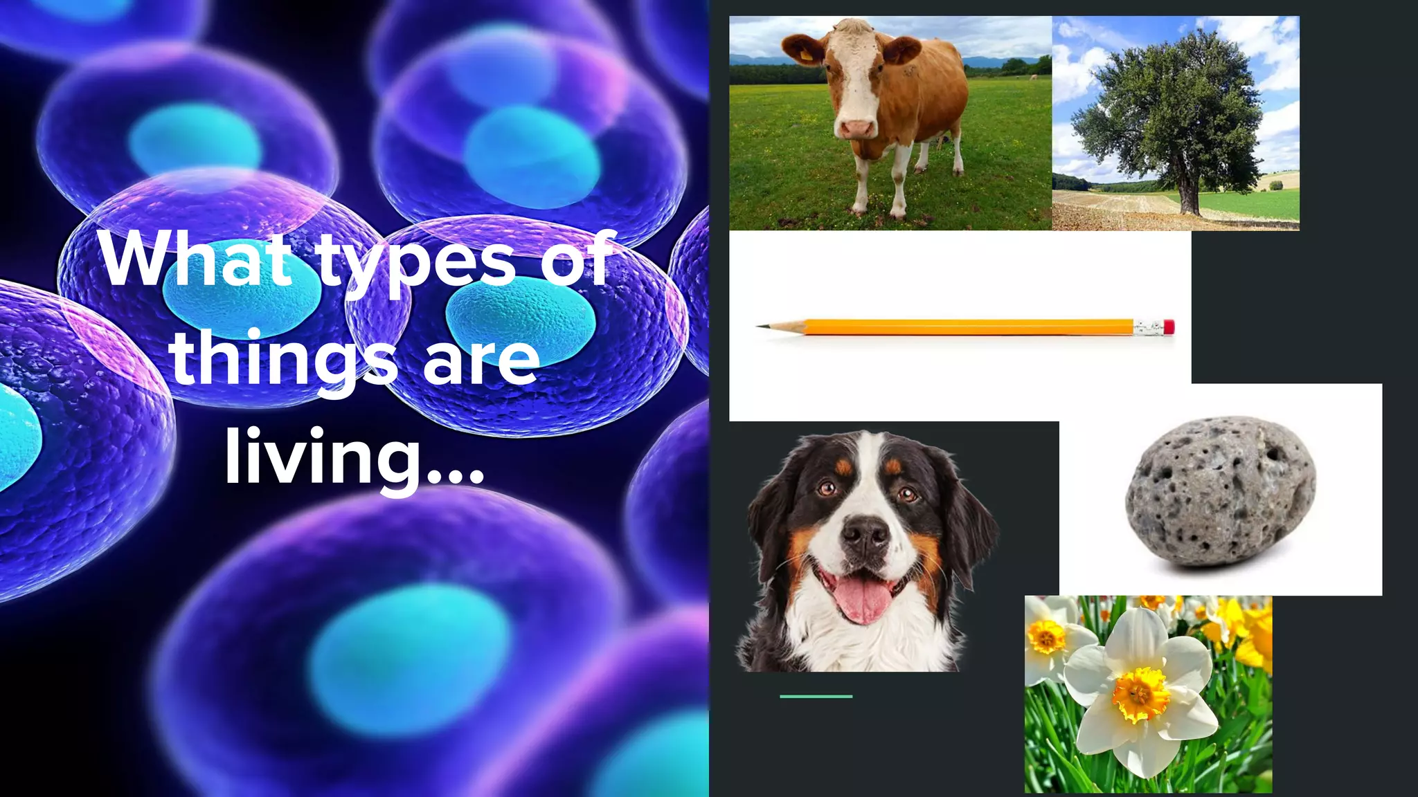 Cell biology 6th grade science | PDF