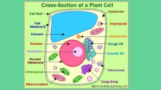 Cell biology 6th grade science | PDF