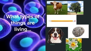 Cell biology 6th grade science | PDF
