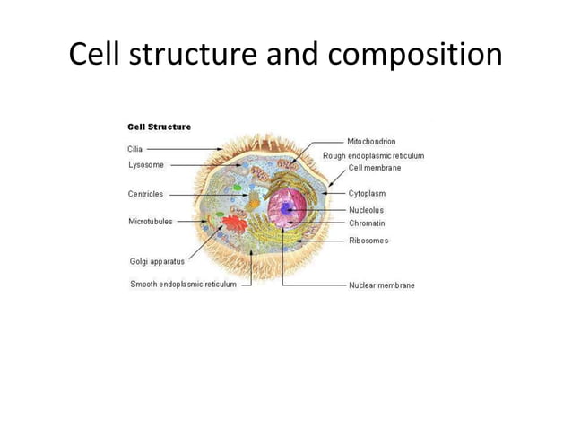Cell biology assignment 1 | PPTX