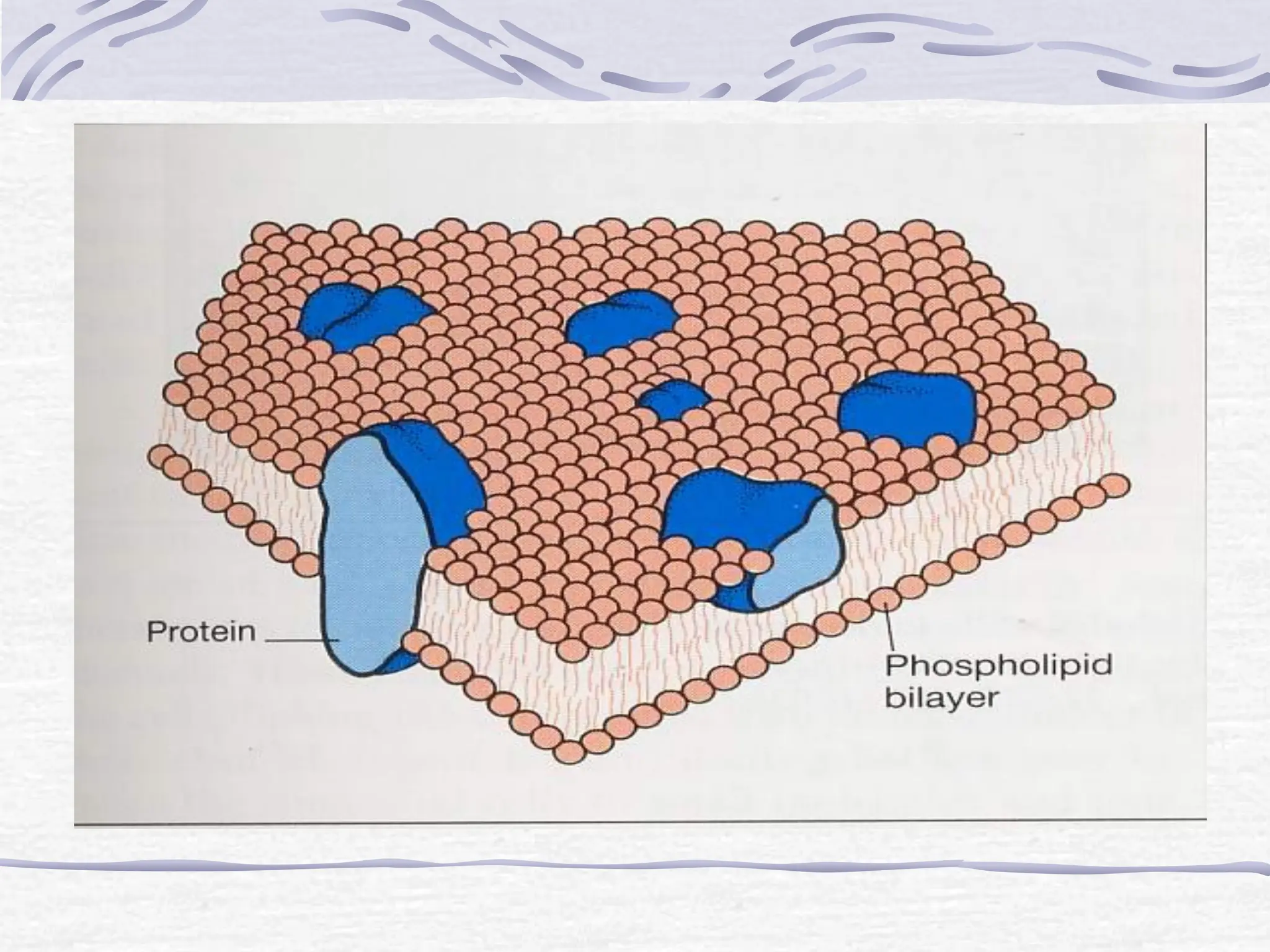Cell Biology_Biologi Sel_Materi MK Biologi Umum_2021.pdf