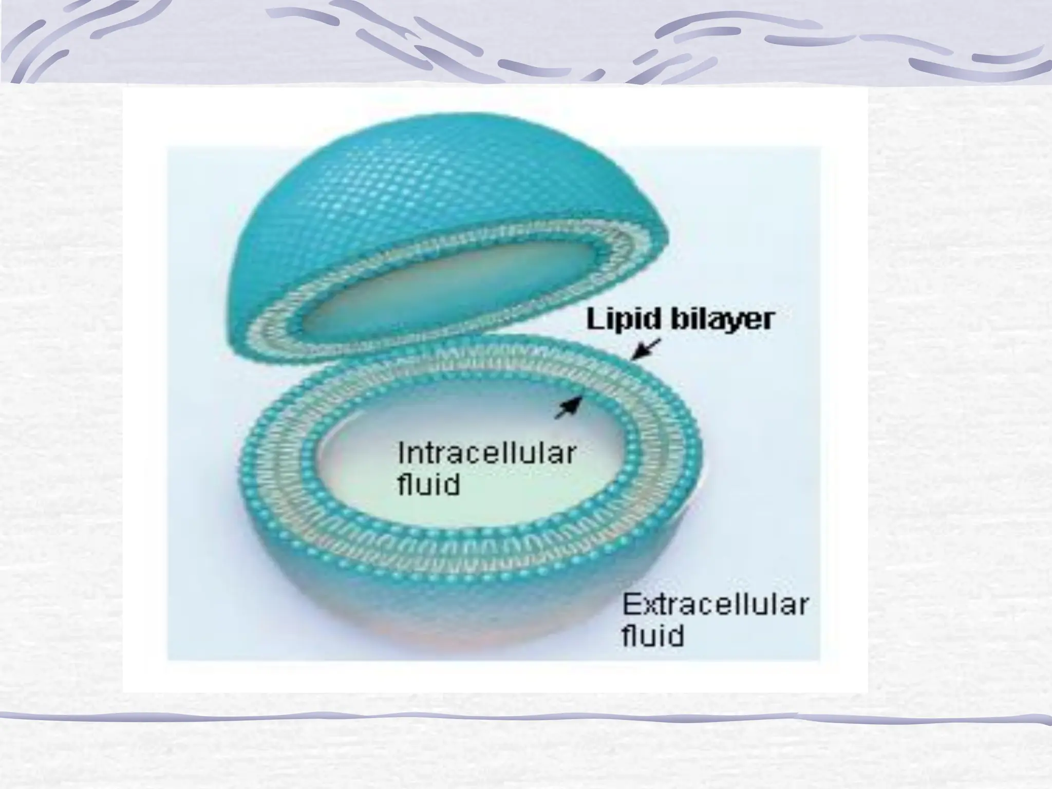 Cell Biology_Biologi Sel_Materi MK Biologi Umum_2021.pdf