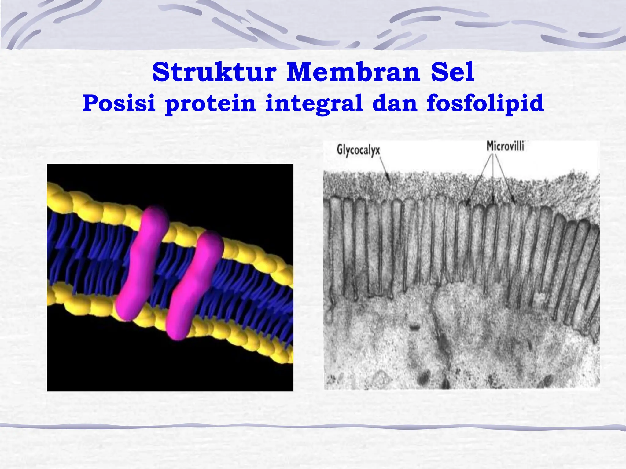 Cell Biology_Biologi Sel_Materi MK Biologi Umum_2021.pdf
