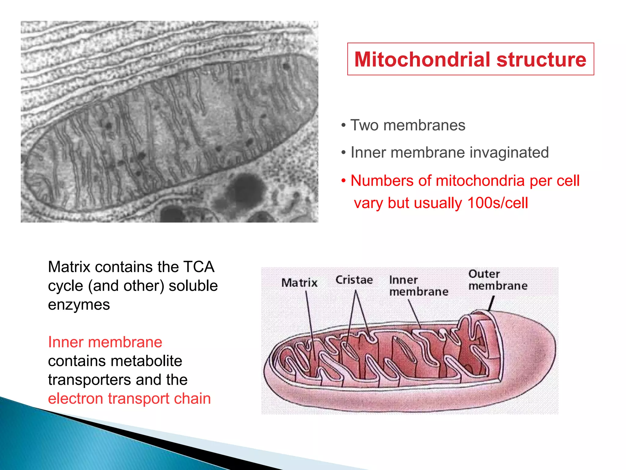cell biology class 17th N ovember mitochondria 2015.ppt