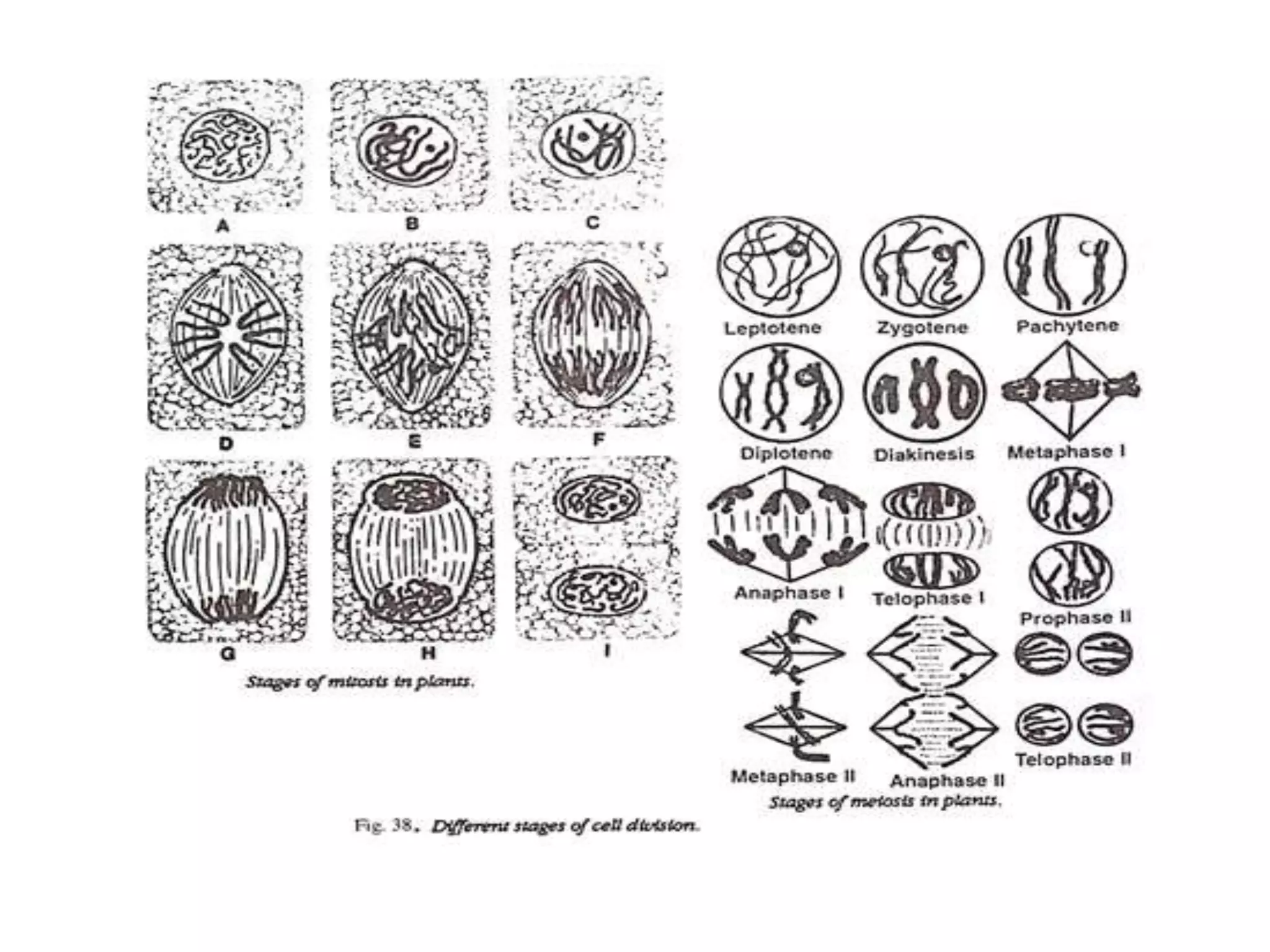 Cell biology experiments | PPTX