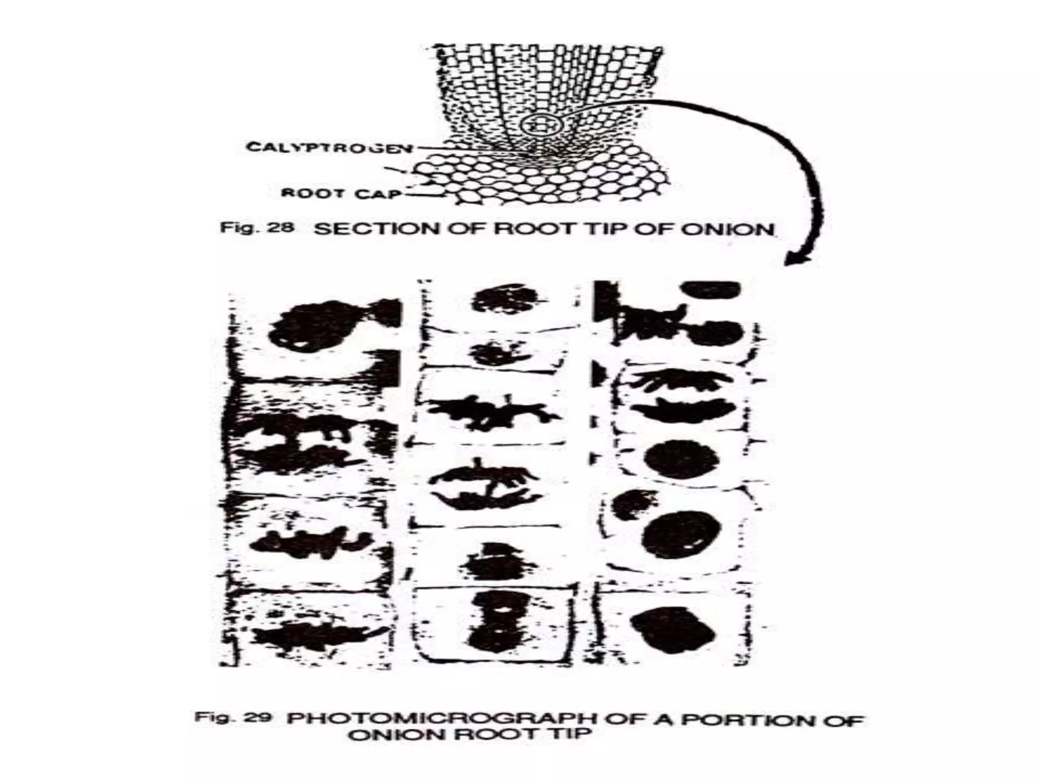Cell biology experiments | PPTX