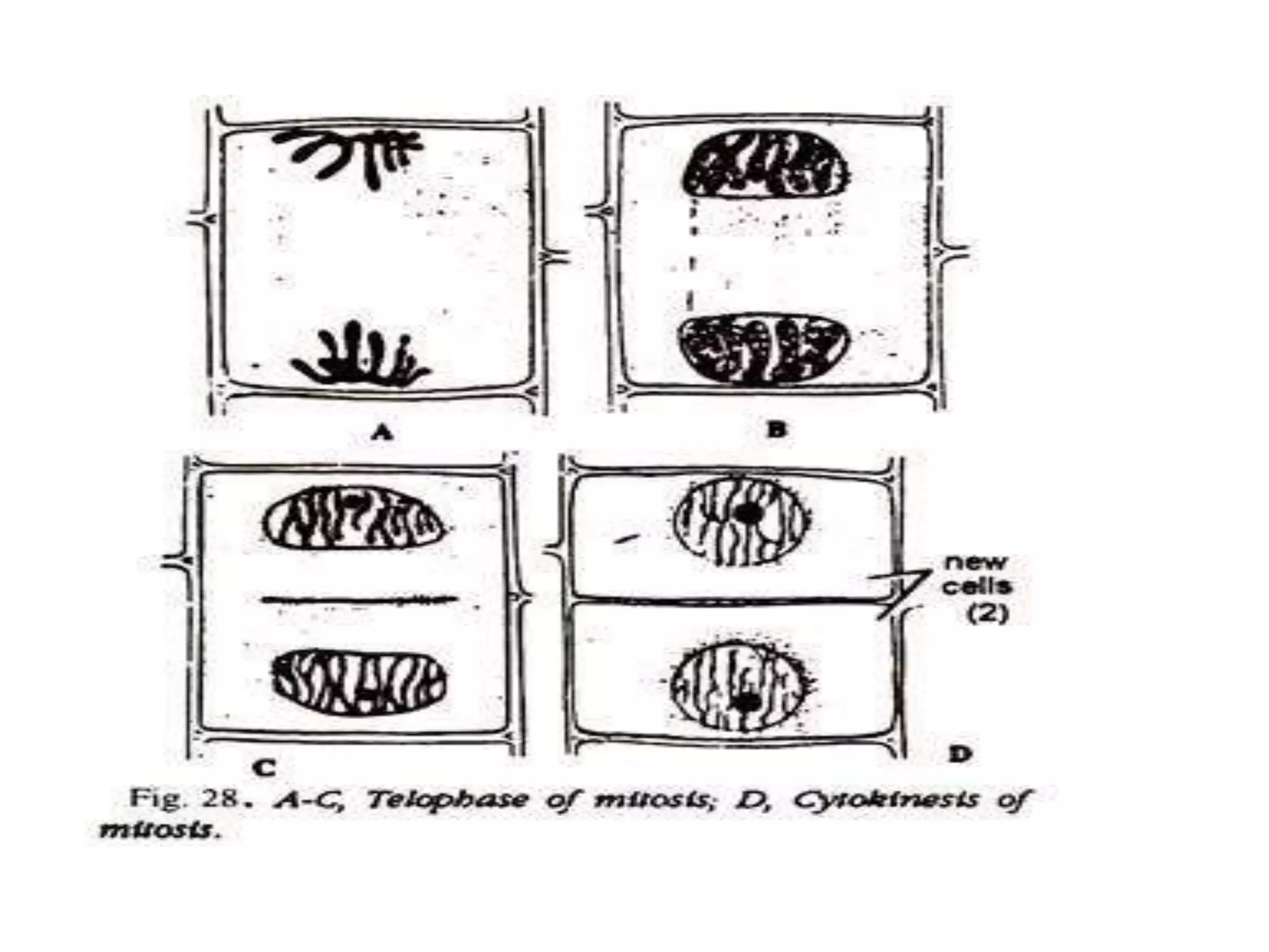 Cell biology experiments | PPTX