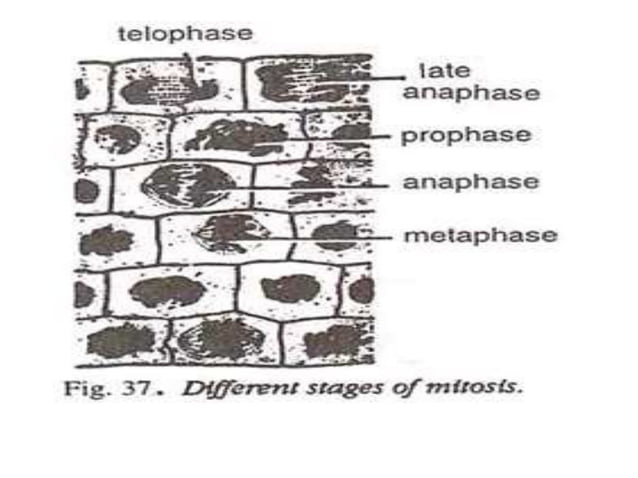 Cell biology experiments | PPTX