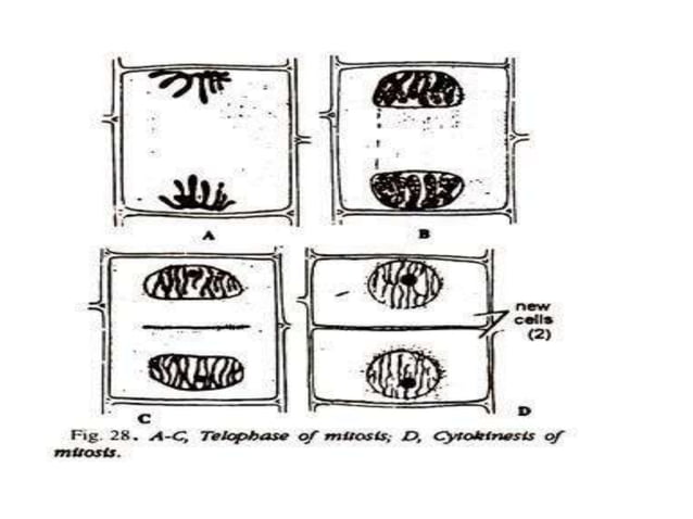 Cell biology experiments | PPTX