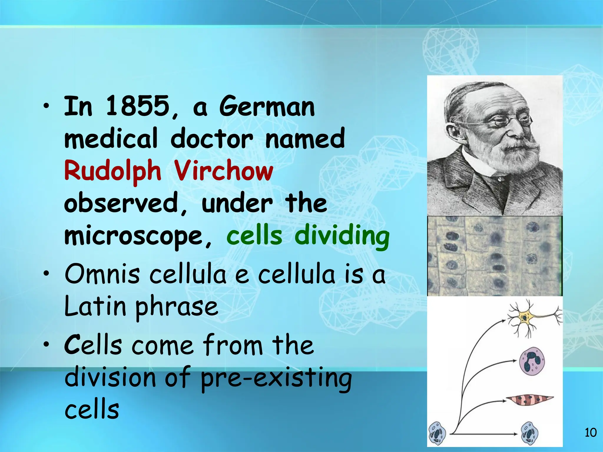 BASIC STRUCTURE OF TYPICAL ANIMAL CELL & TYPES | PPT