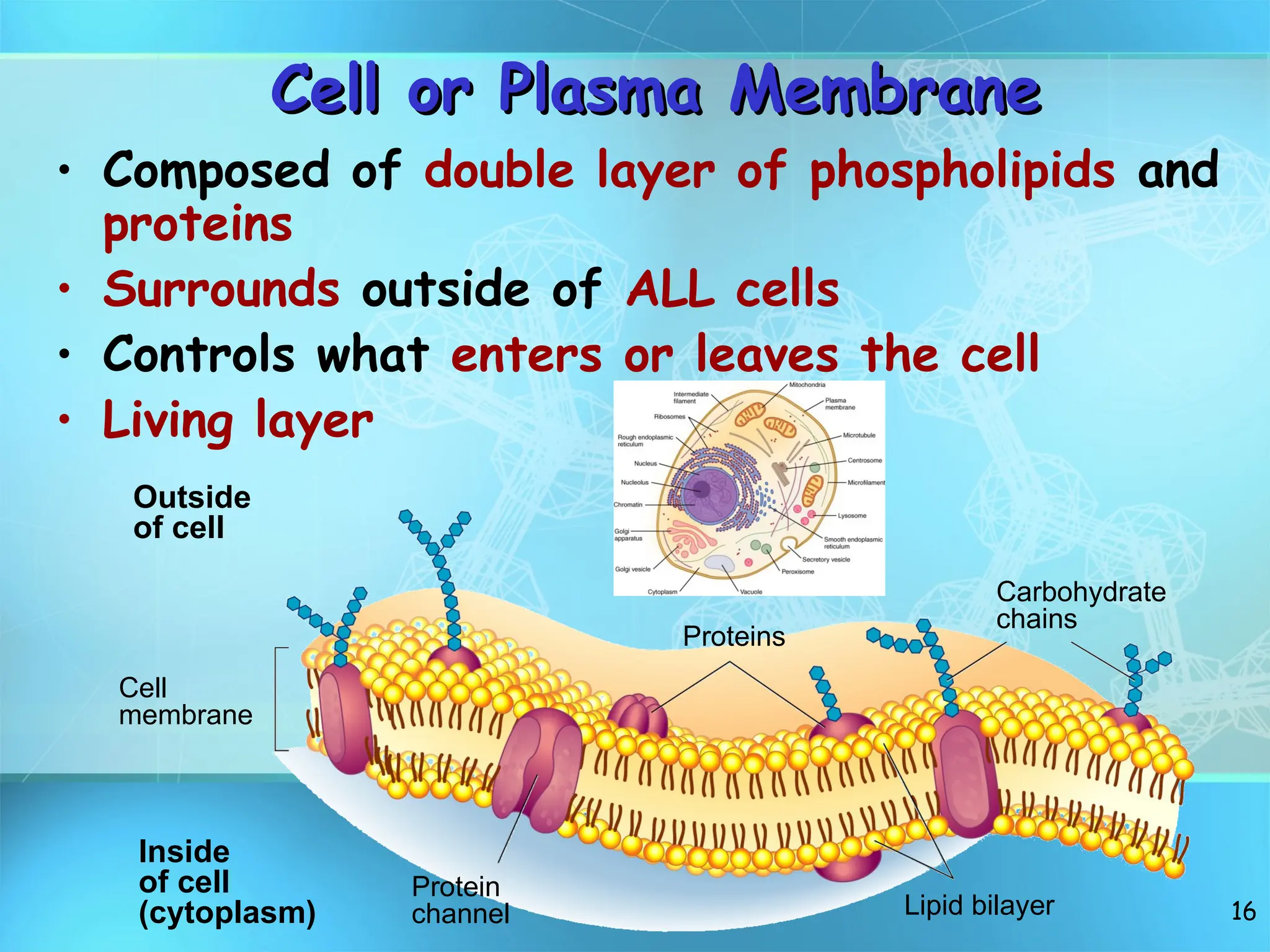 BASIC STRUCTURE OF TYPICAL ANIMAL CELL & TYPES | PPT