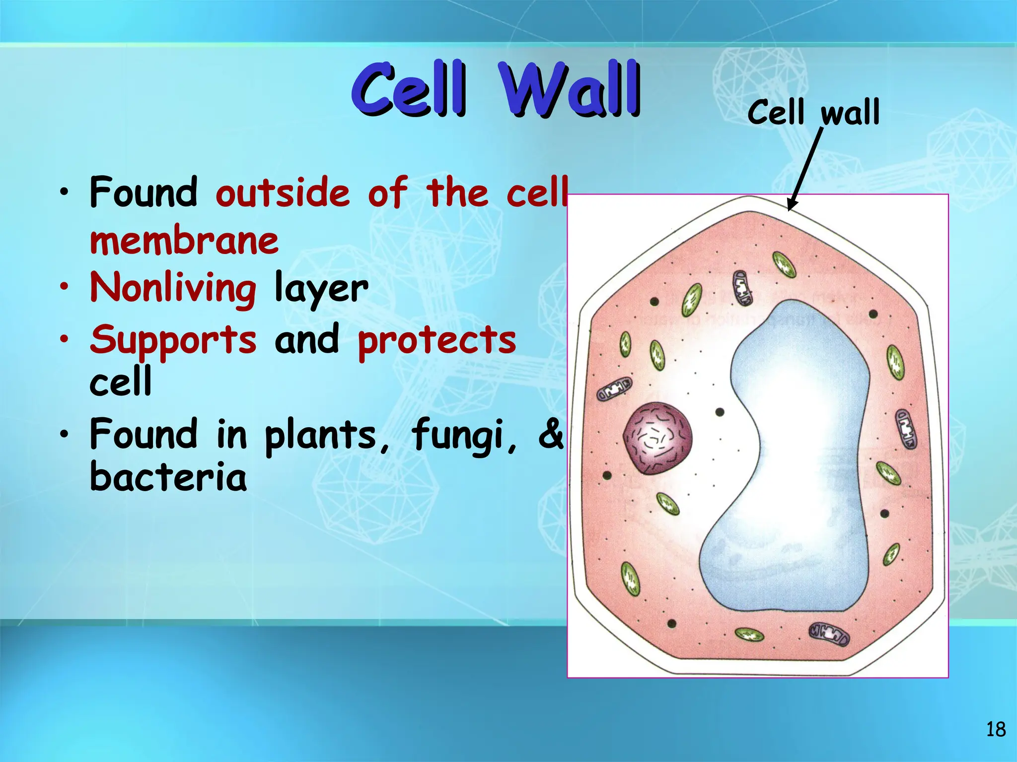 BASIC STRUCTURE OF TYPICAL ANIMAL CELL & TYPES | PPT
