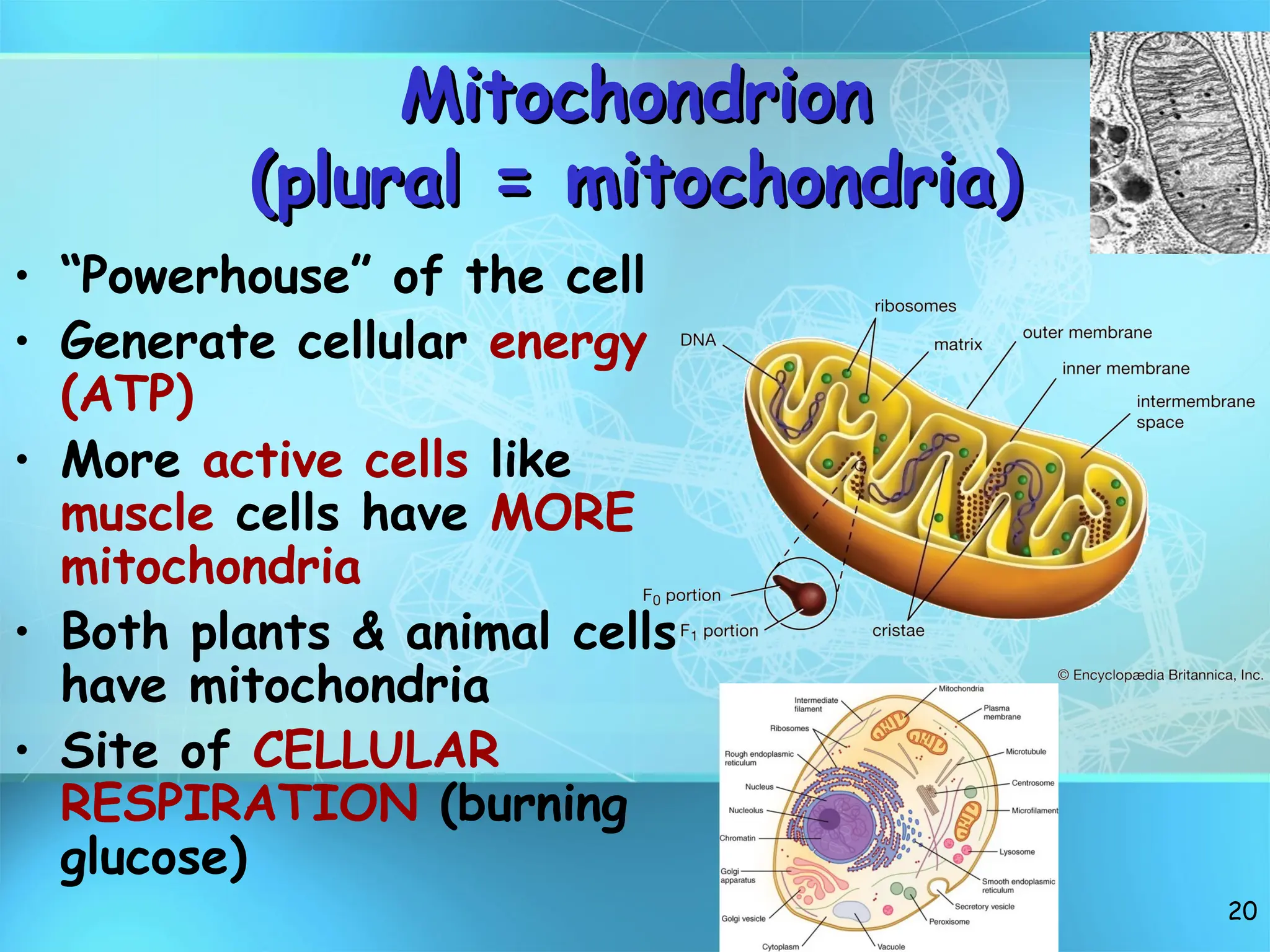 BASIC STRUCTURE OF TYPICAL ANIMAL CELL & TYPES | PPT