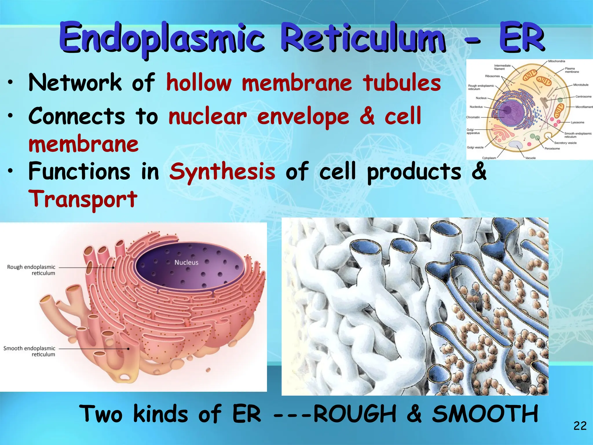 BASIC STRUCTURE OF TYPICAL ANIMAL CELL & TYPES | PPT