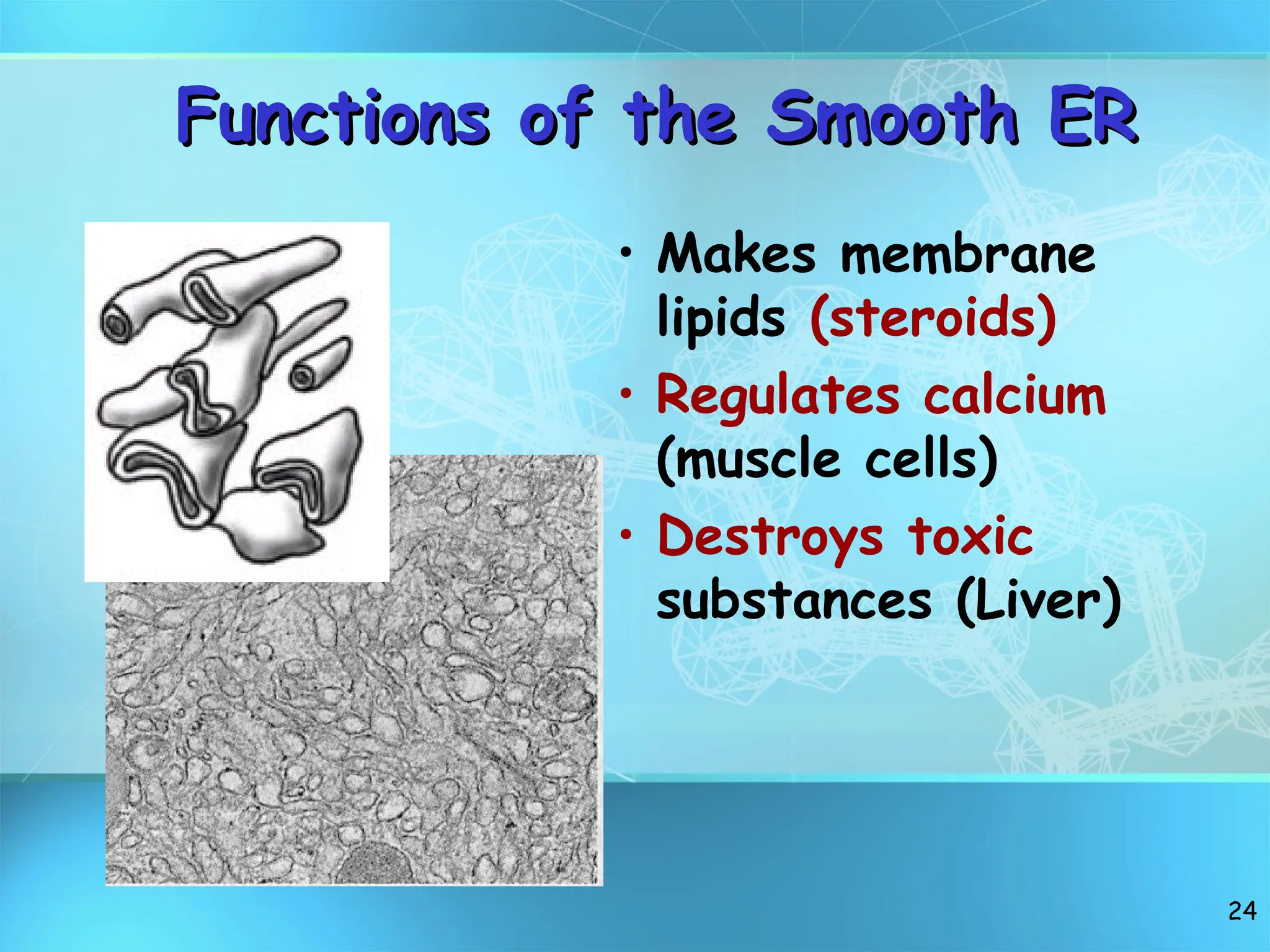 BASIC STRUCTURE OF TYPICAL ANIMAL CELL & TYPES | PPT