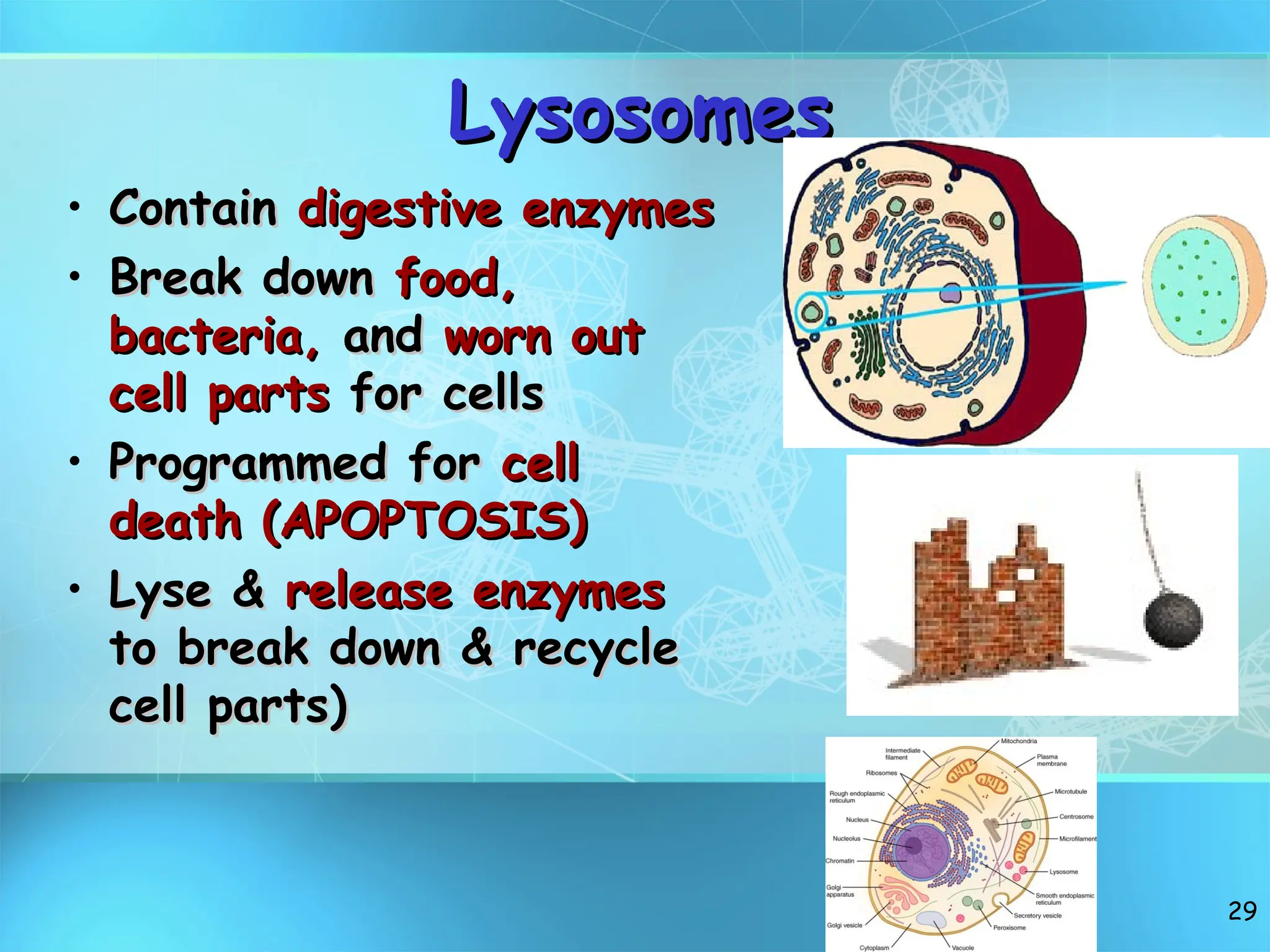 BASIC STRUCTURE OF TYPICAL ANIMAL CELL & TYPES | PPT