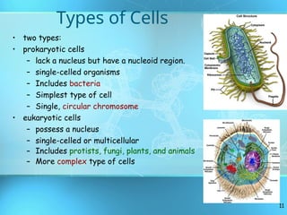 BASIC STRUCTURE OF TYPICAL ANIMAL CELL & TYPES | PPT