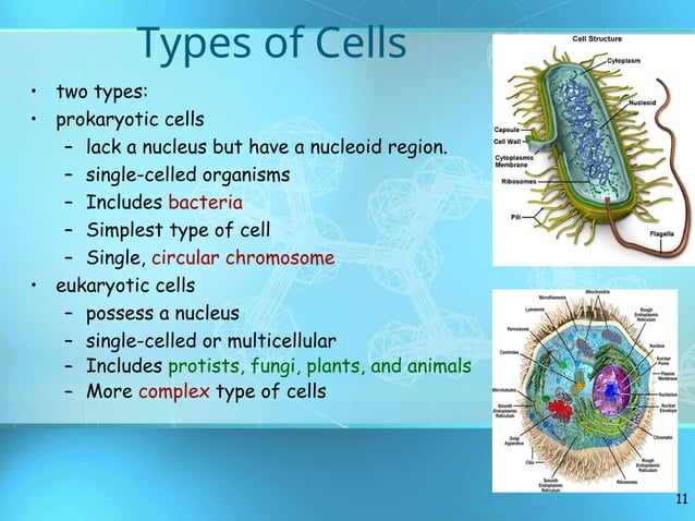 BASIC STRUCTURE OF TYPICAL ANIMAL CELL & TYPES | PPT