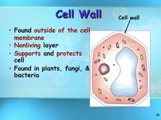 BASIC STRUCTURE OF TYPICAL ANIMAL CELL & TYPES | PPT