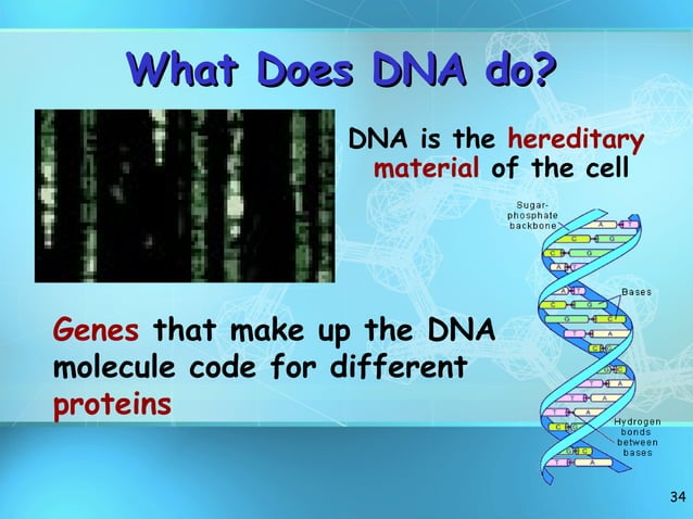 BASIC STRUCTURE OF TYPICAL ANIMAL CELL & TYPES | PPT