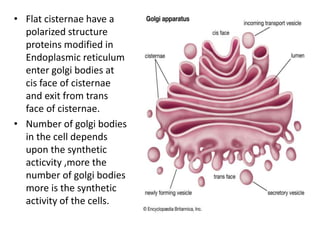 Cell Biology.pptx | Biological Sciences | Science