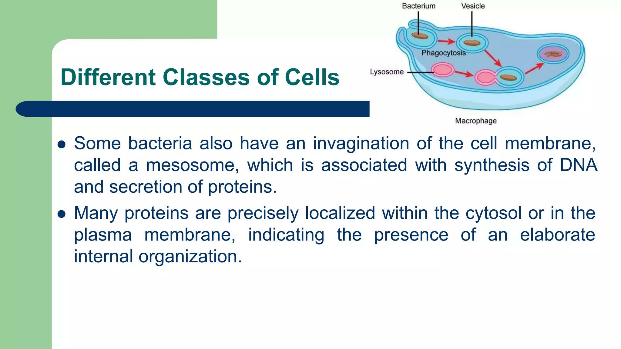 Introduction to Cell biology | PPTX | Biological Sciences | Science