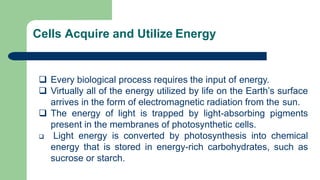 Introduction to Cell biology | PPTX