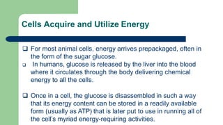 Introduction to Cell biology | PPTX