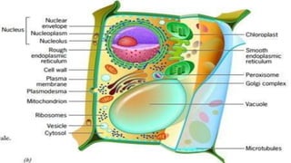 Introduction to Cell biology | PPTX