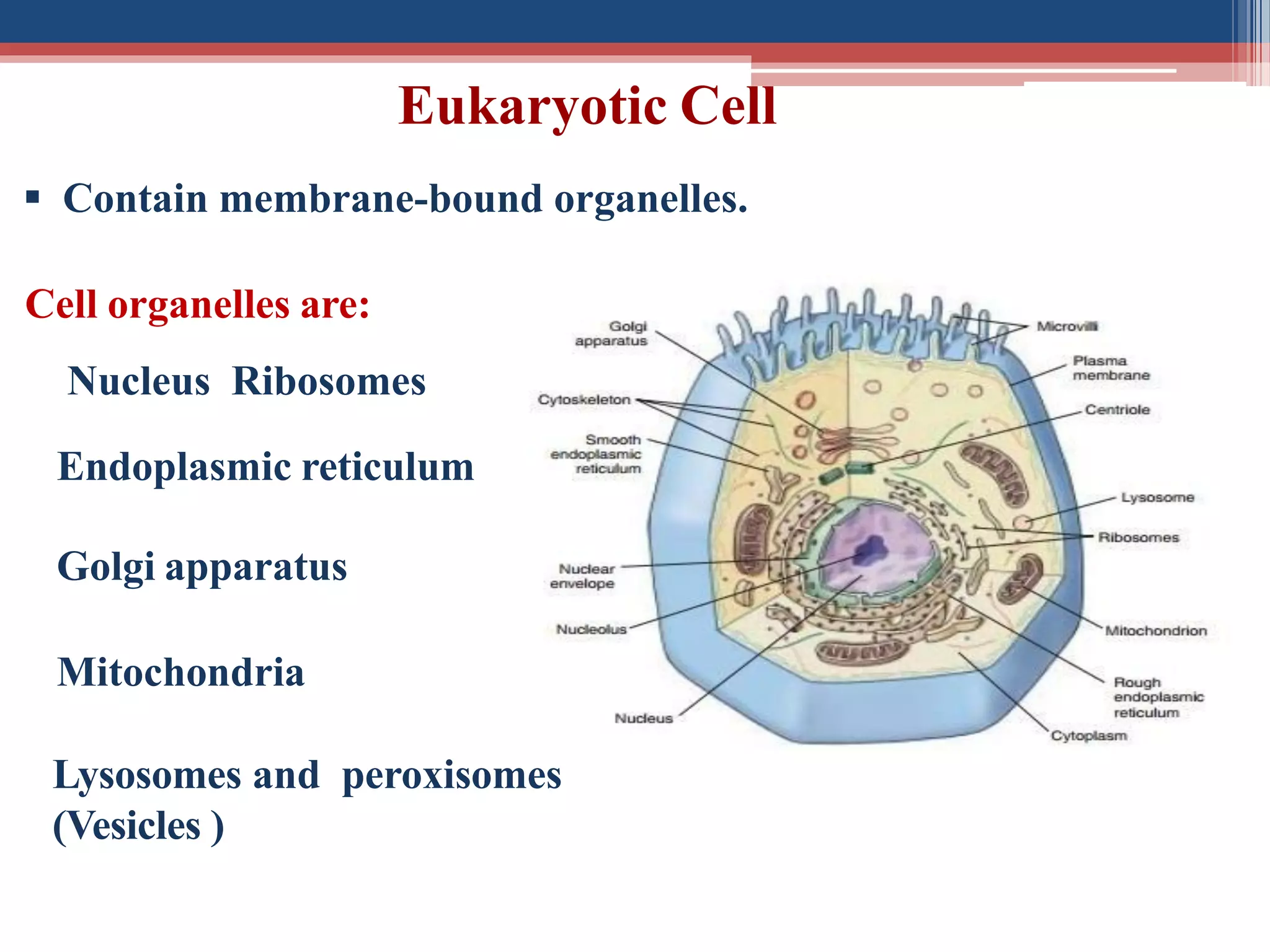 Cell biology lec 1.pdf.pdf