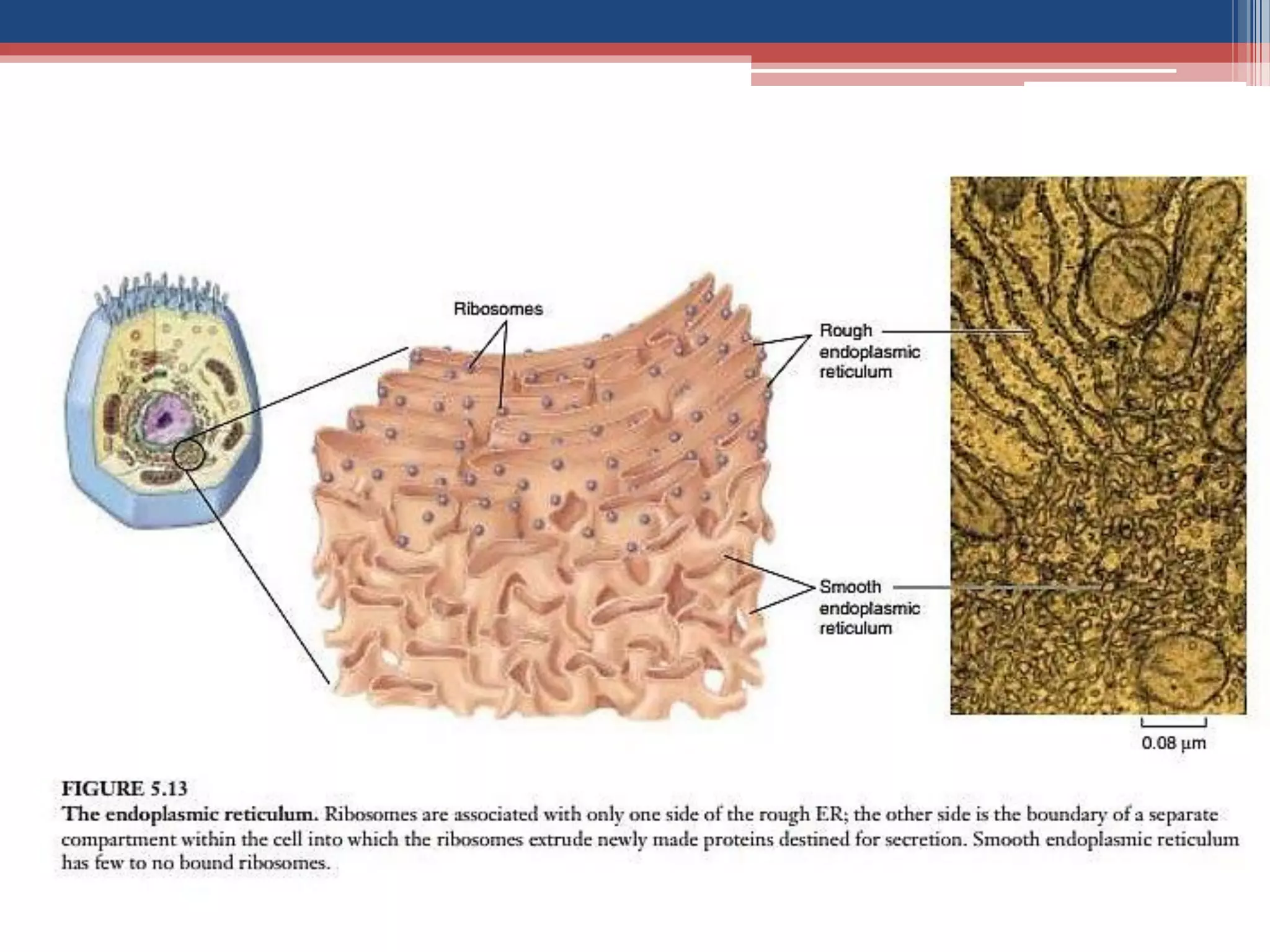 Cell biology lec 1.pdf.pdf