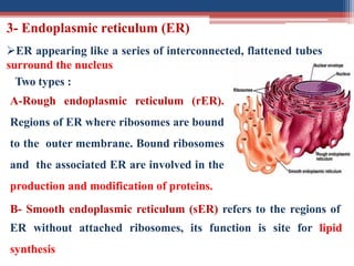 Cell biology lec 1.pdf.pdf