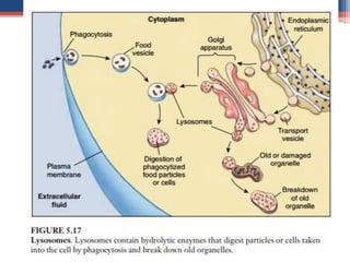 Cell biology lec 1.pdf.pdf