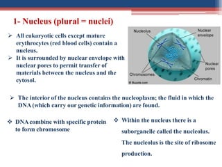 Cell biology lec 1.pdf.pdf