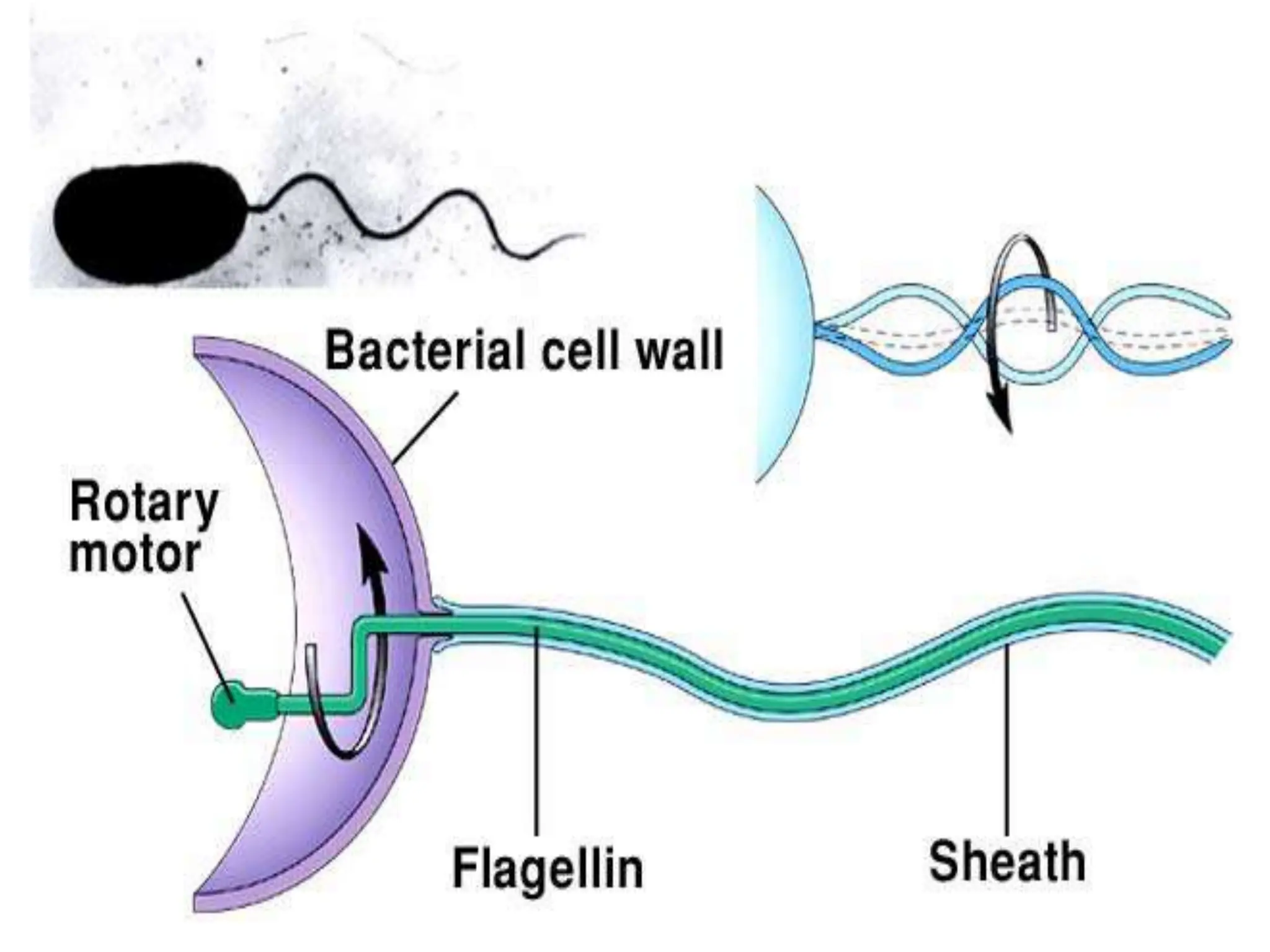 CELL BIOLOGY LECTURE. Cells described in the purest of forms. | PPT
