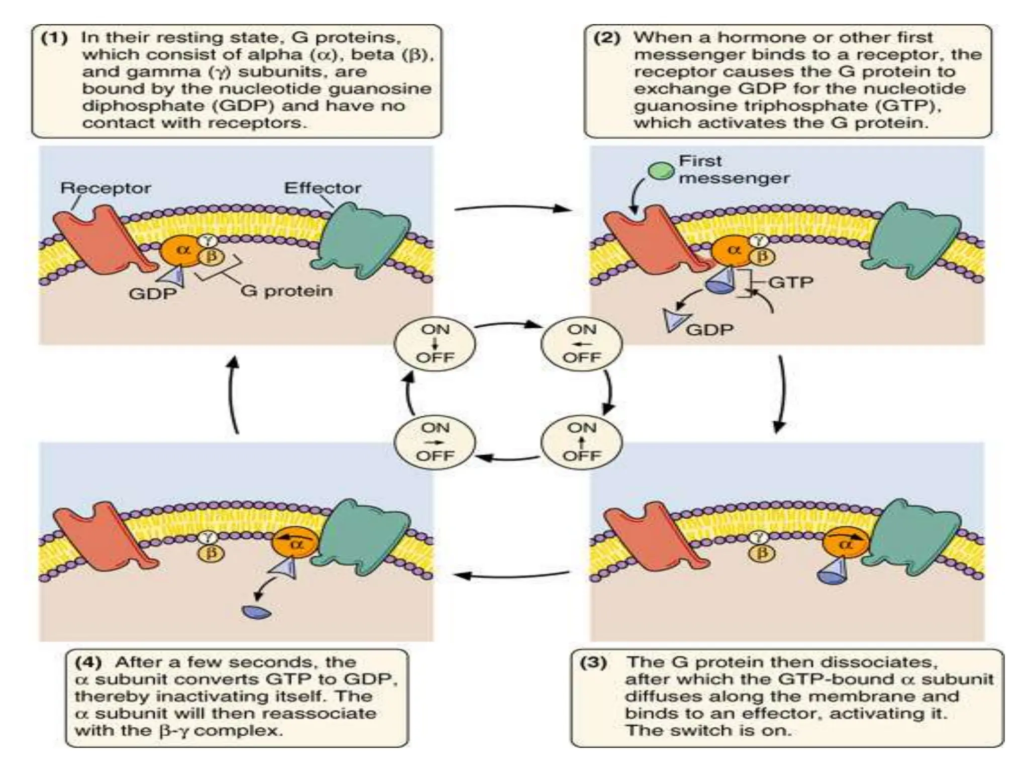 CELL BIOLOGY LECTURE. Cells described in the purest of forms. | PPT