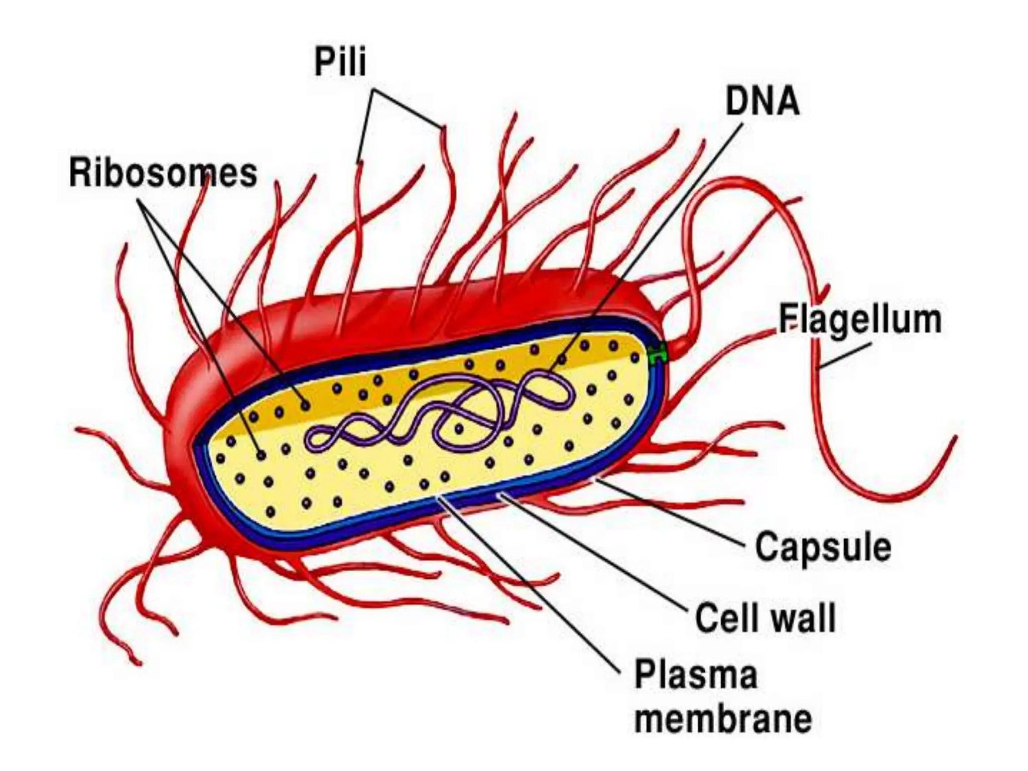 CELL BIOLOGY LECTURE. Cells described in the purest of forms. | PPT