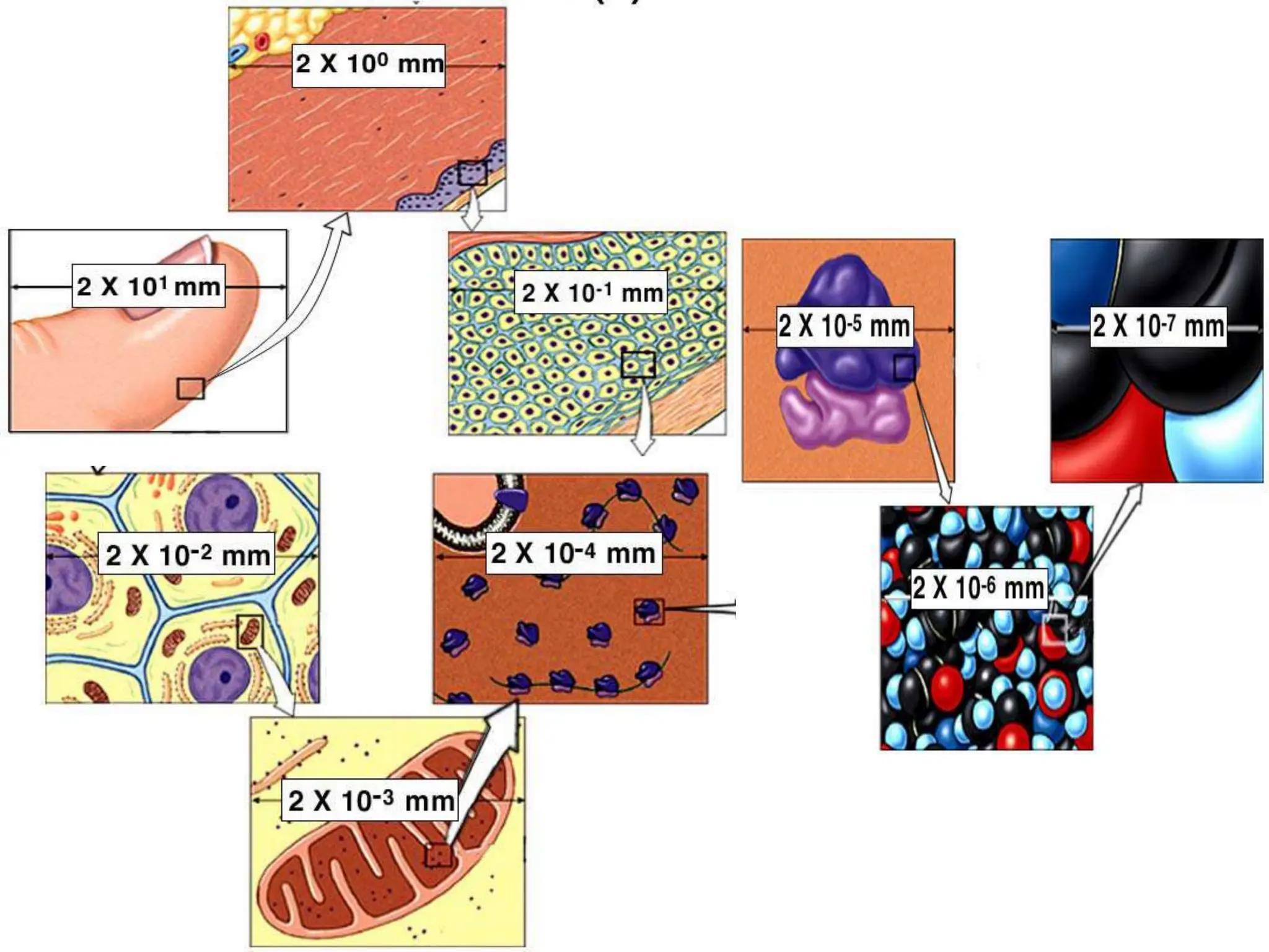 CELL BIOLOGY LECTURE. Cells described in the purest of forms. | PPT