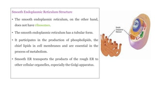 Cell Biology Basics: Cell Theory, Structure, Types, and Organelles | BS ...