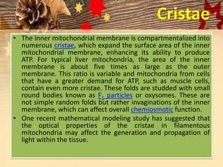 Cell biology mitochondria | PPTX