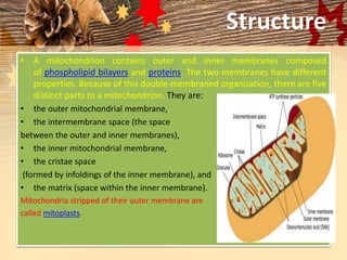 Cell biology mitochondria | PPTX