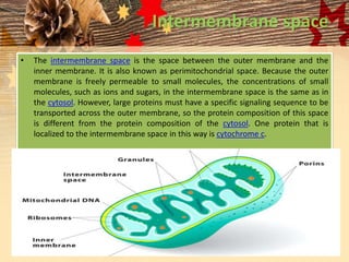 Cell biology mitochondria | PPTX