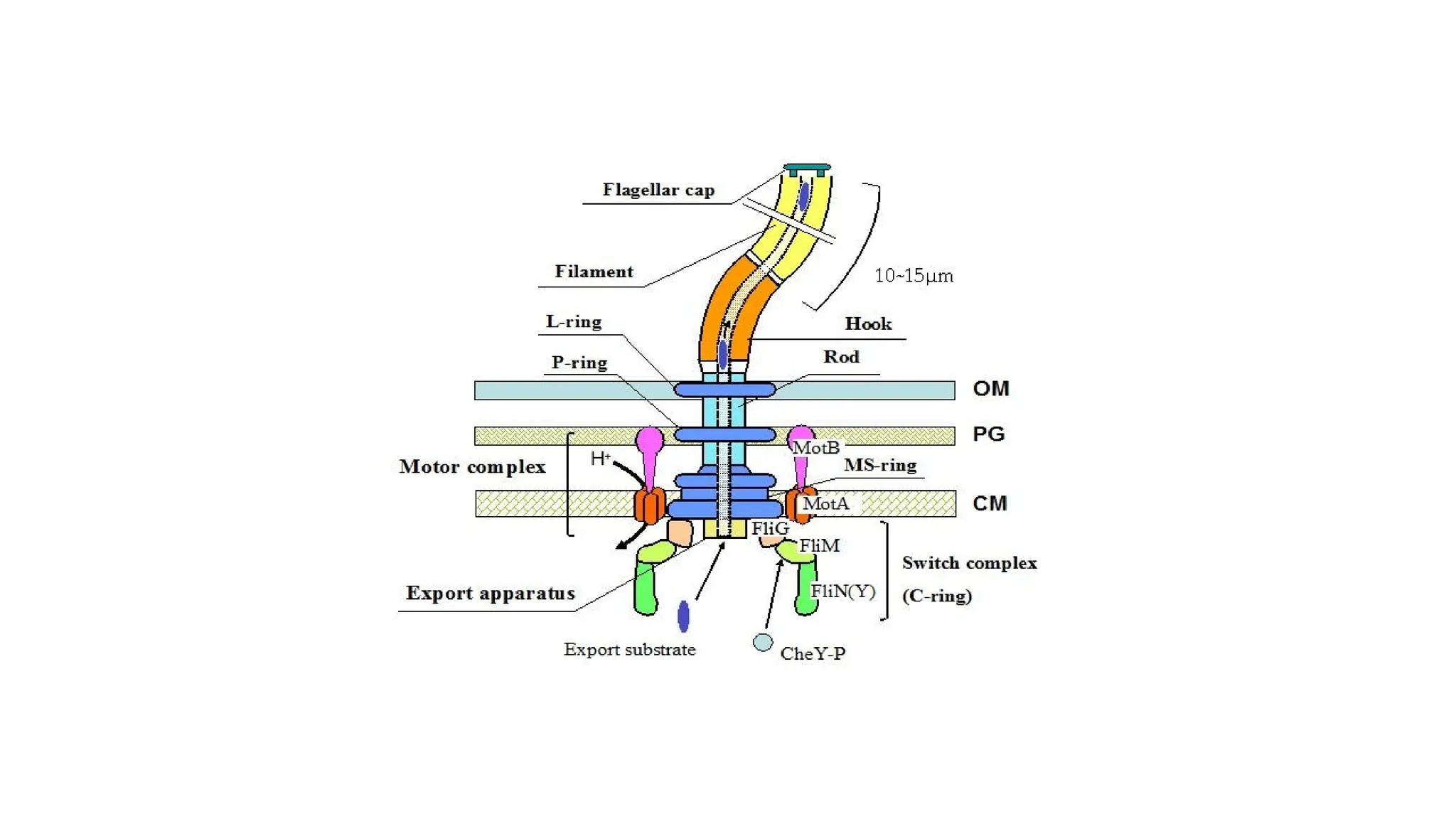 cell biology flagella motility ppt by Neha | PPTX