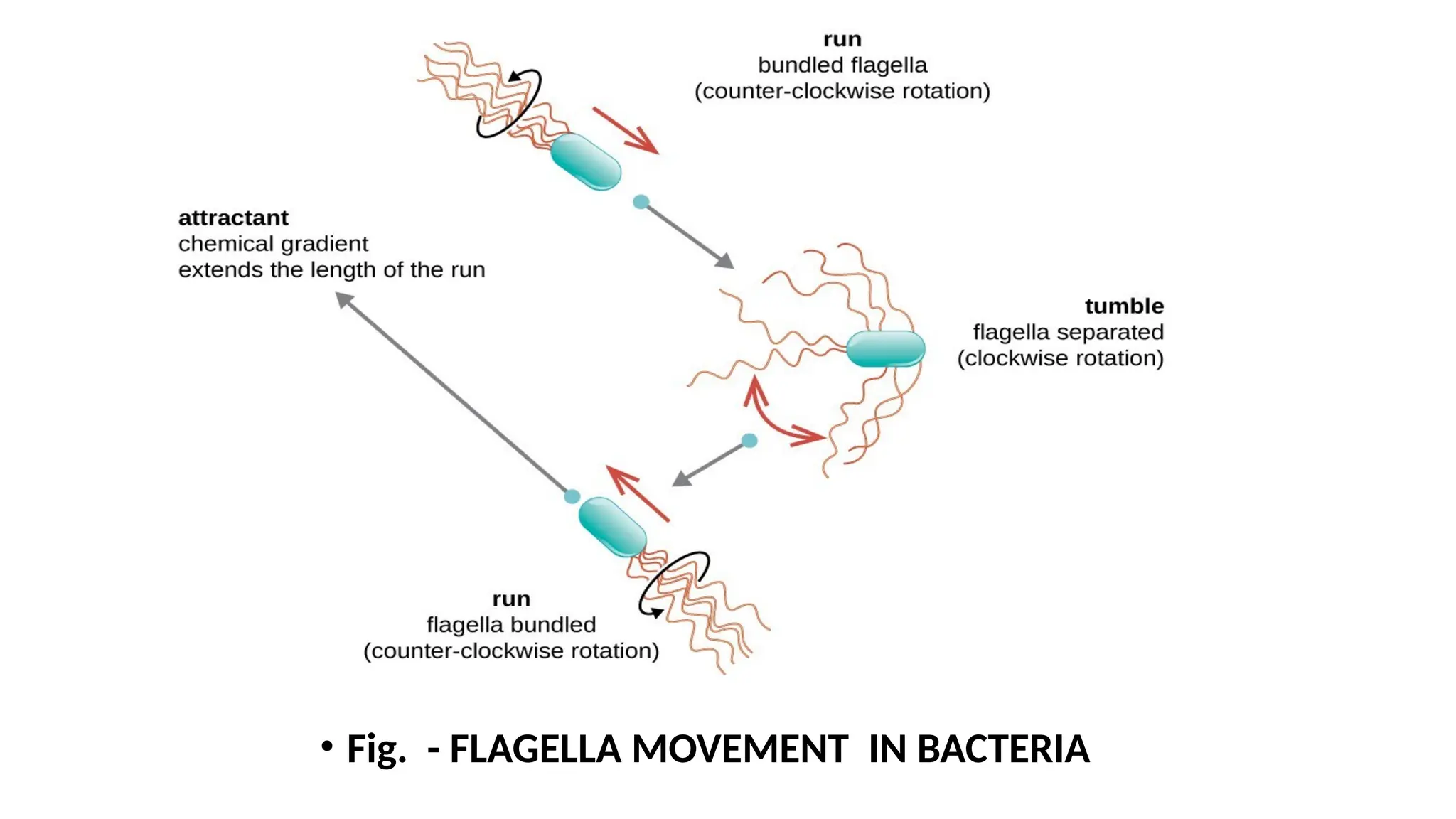 cell biology flagella motility ppt by Neha | PPTX