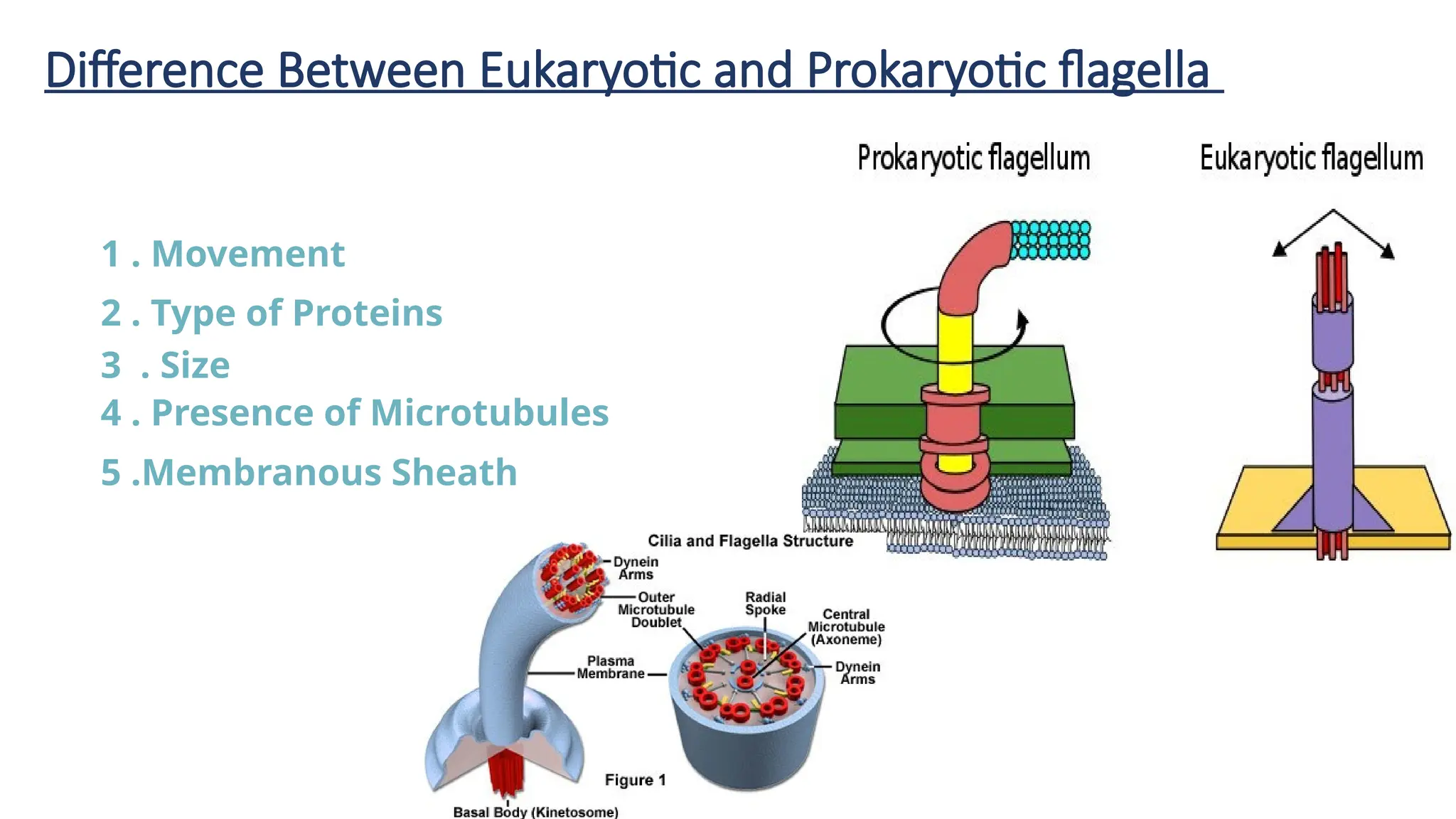cell biology flagella motility ppt by Neha | PPTX